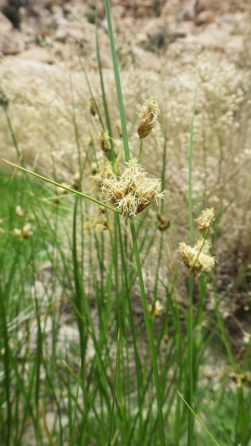 Common Three-Square (Plants of Highline Lake State Park) · iNaturalist
