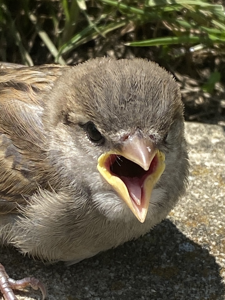House Sparrow from Long Island, Massapequa, NY, US on July 4, 2020 at ...