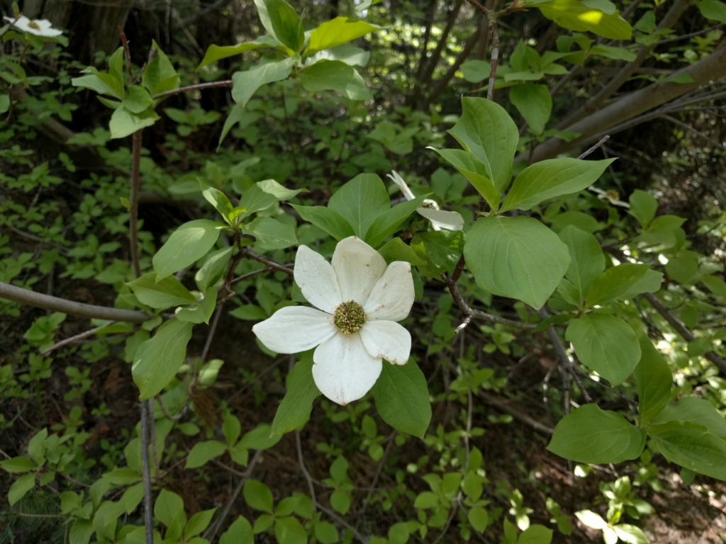 Pacific Dogwood (Handbook for the Native Trees of Oregon) · iNaturalist