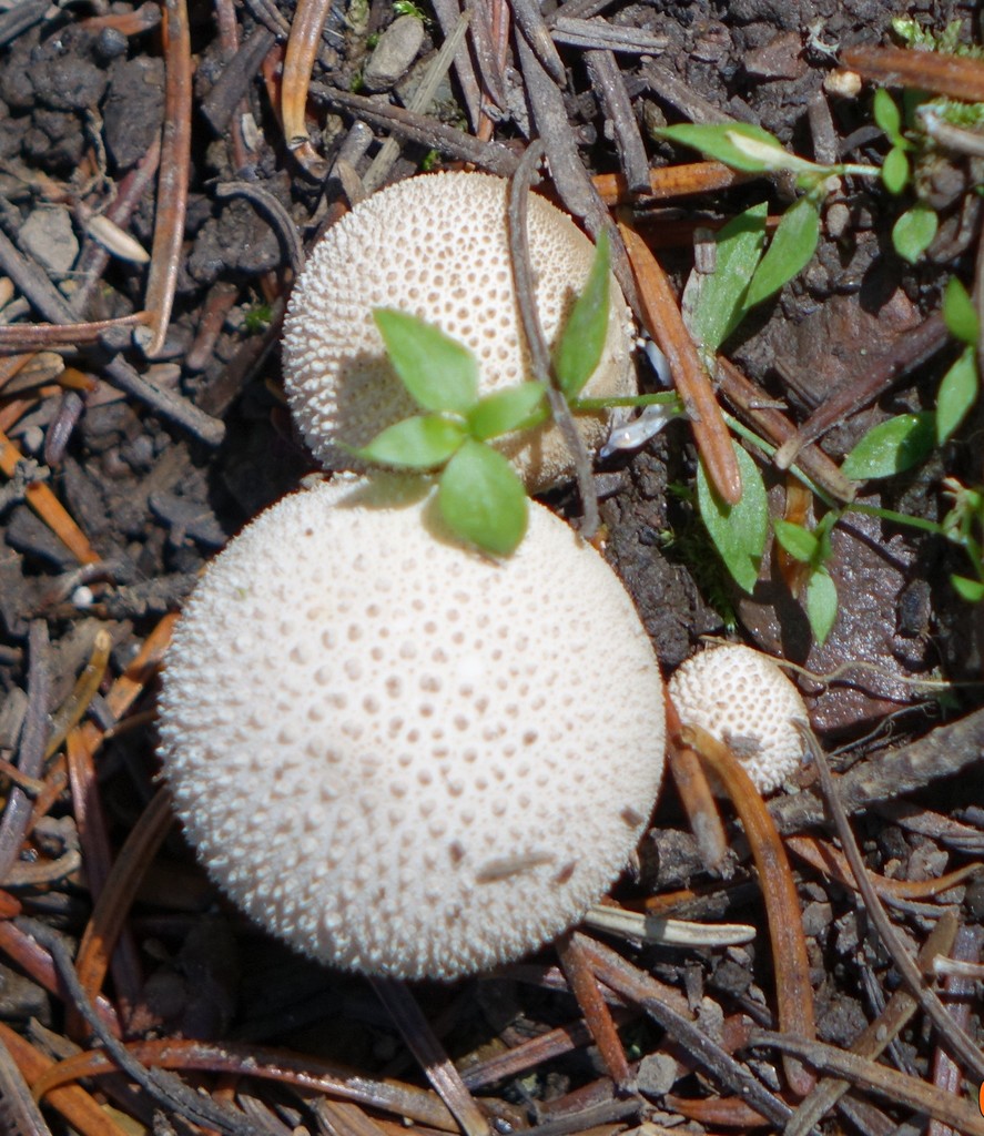 common puffball from Bannock County, ID, USA on July 3, 2020 at 12:11 ...