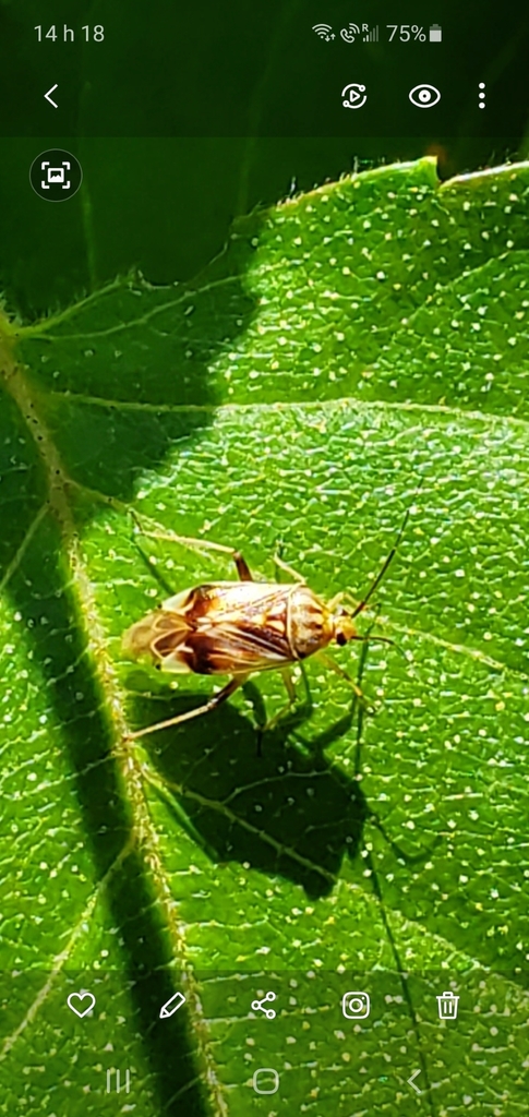 Lygus Bugs from Saint-Alphonse-Rodriguez, QC J0K 1W0, Canada on July 04 ...