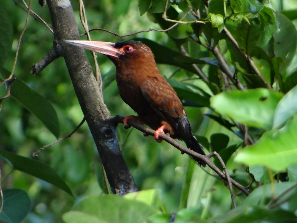 Purús Jacamar (Birds of Loreto, Peru) · iNaturalist