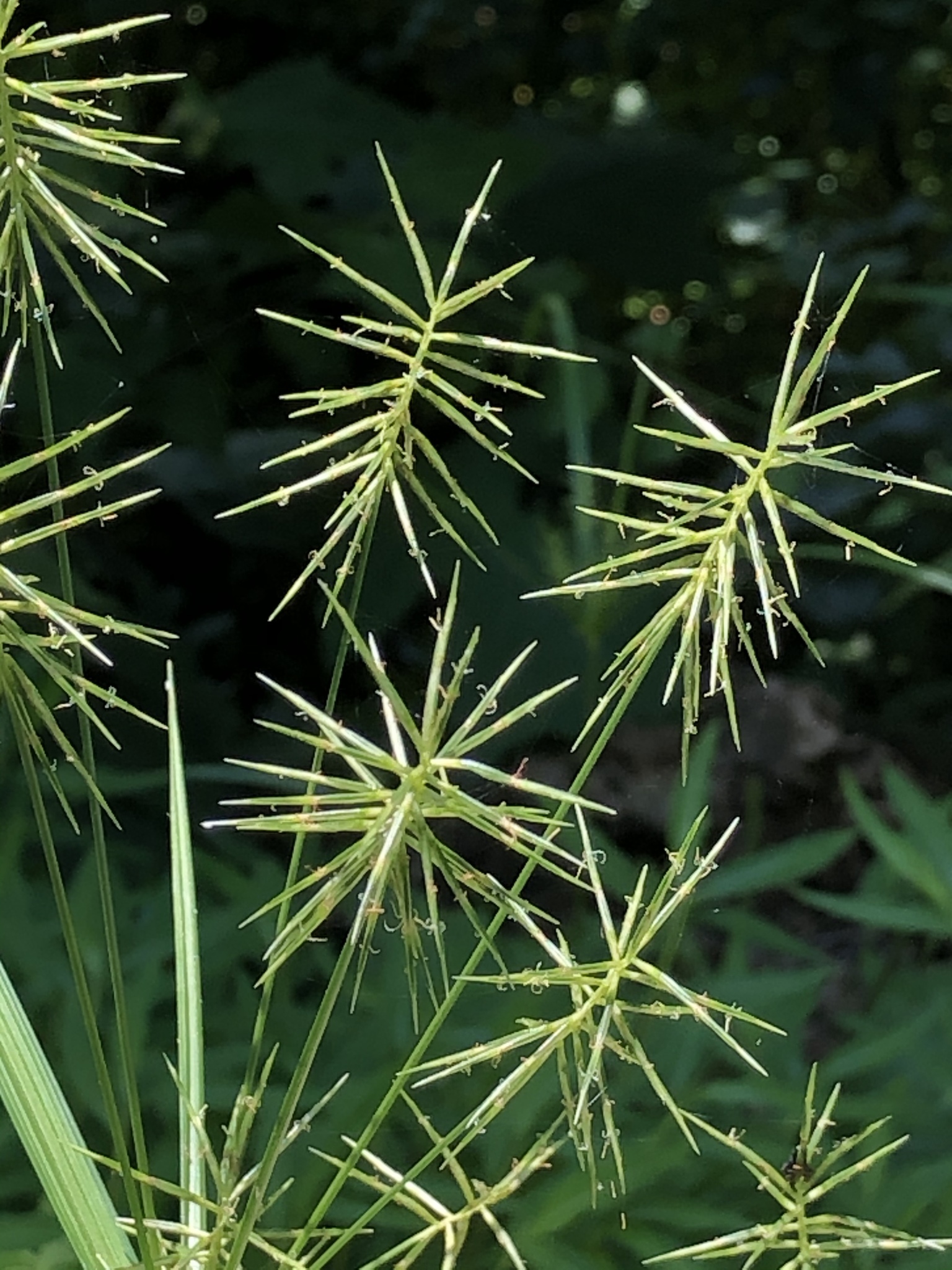 Cyperus refractus Engelm. ex Boeckeler