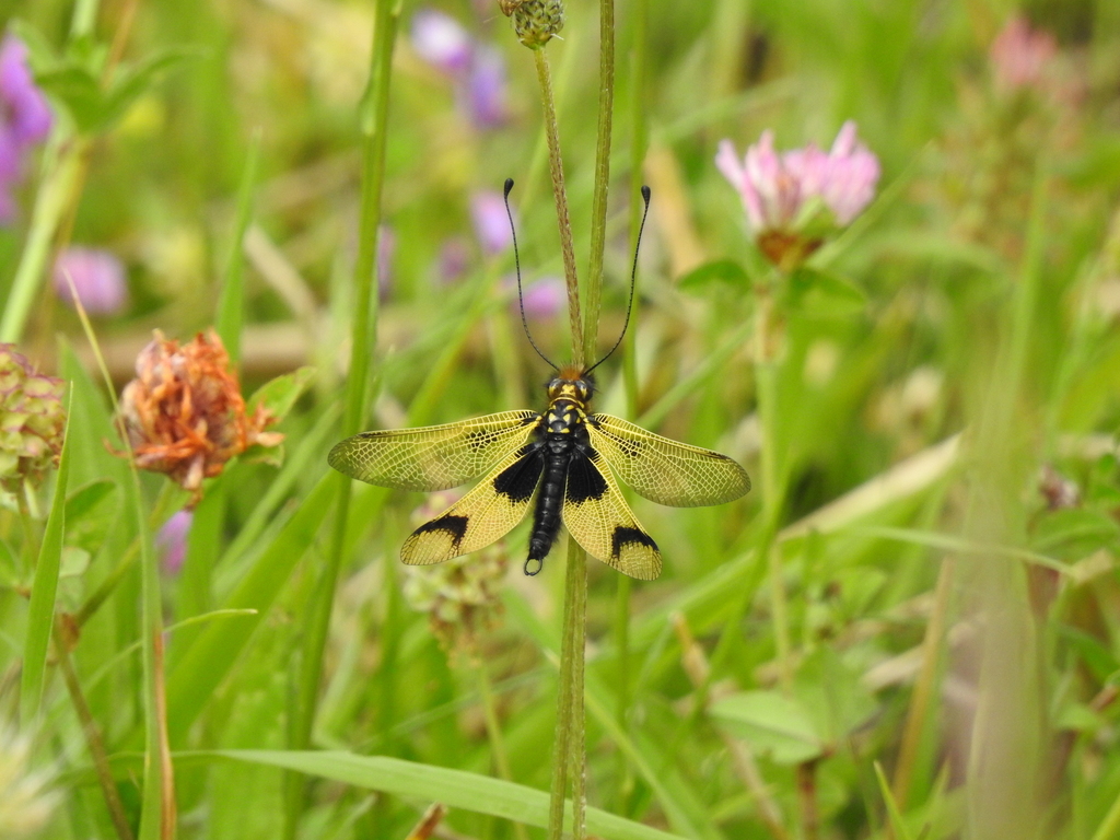 Libelloides longicornis from Provincia dell'Aquila, Italia on June 25 ...