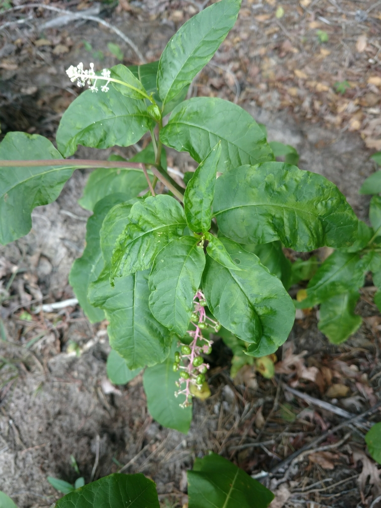 American pokeweed from 5, Federalsburg, MD 21632, USA on July 4, 2020 ...