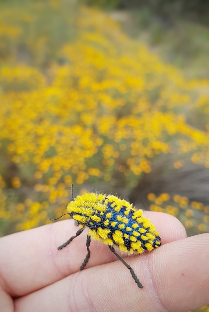 Julodis viridipes from Matzikama Local Municipality, South Africa on ...
