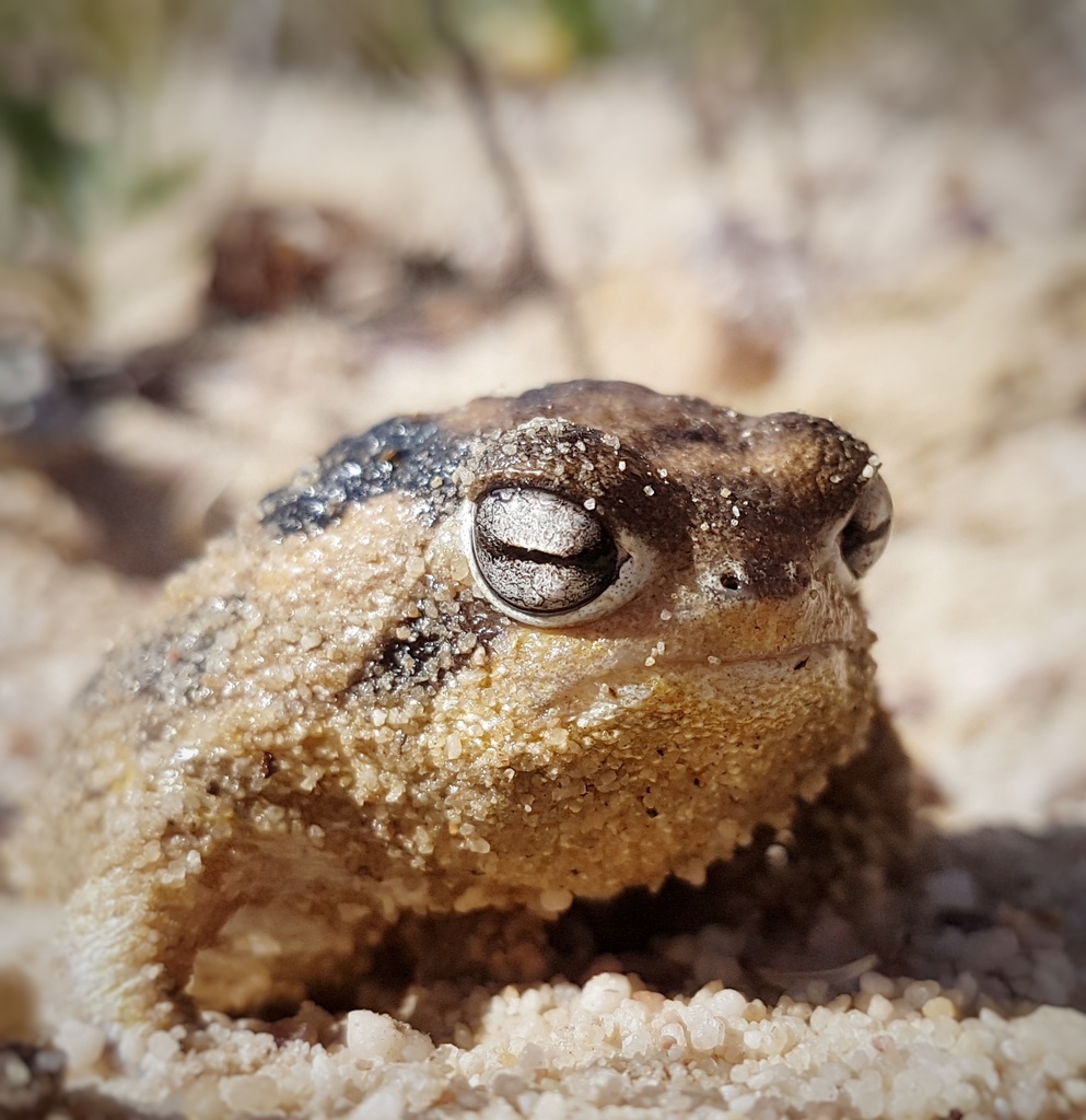Namaqua Rain Frog from Matzikama Local Municipality, South Africa on ...