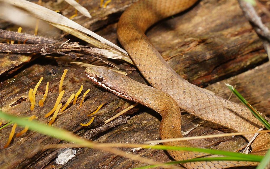 White-lipped Snake (Drysdalia coronoides) - Snakes and Lizards