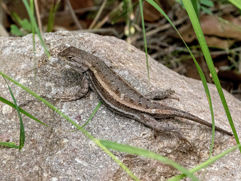 Striped Plateau Lizard (Reptiles of Cochise County) · iNaturalist