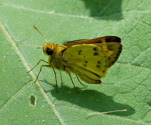 Subspecies Polites vibex catilina · iNaturalist