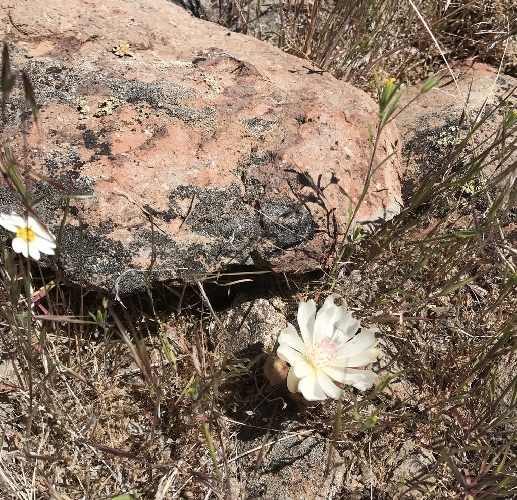 (Lewisia rediviva rediviva) - Botanical Realm