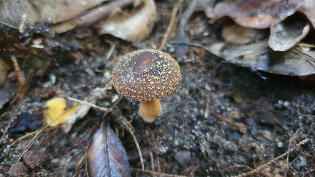 Descolea recedens from Mooney Mooney Creek NSW 2250, Australia on July ...