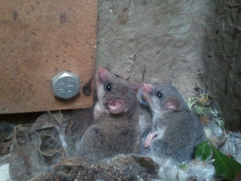 Dormice (Gliridae) - Know Your Mammals