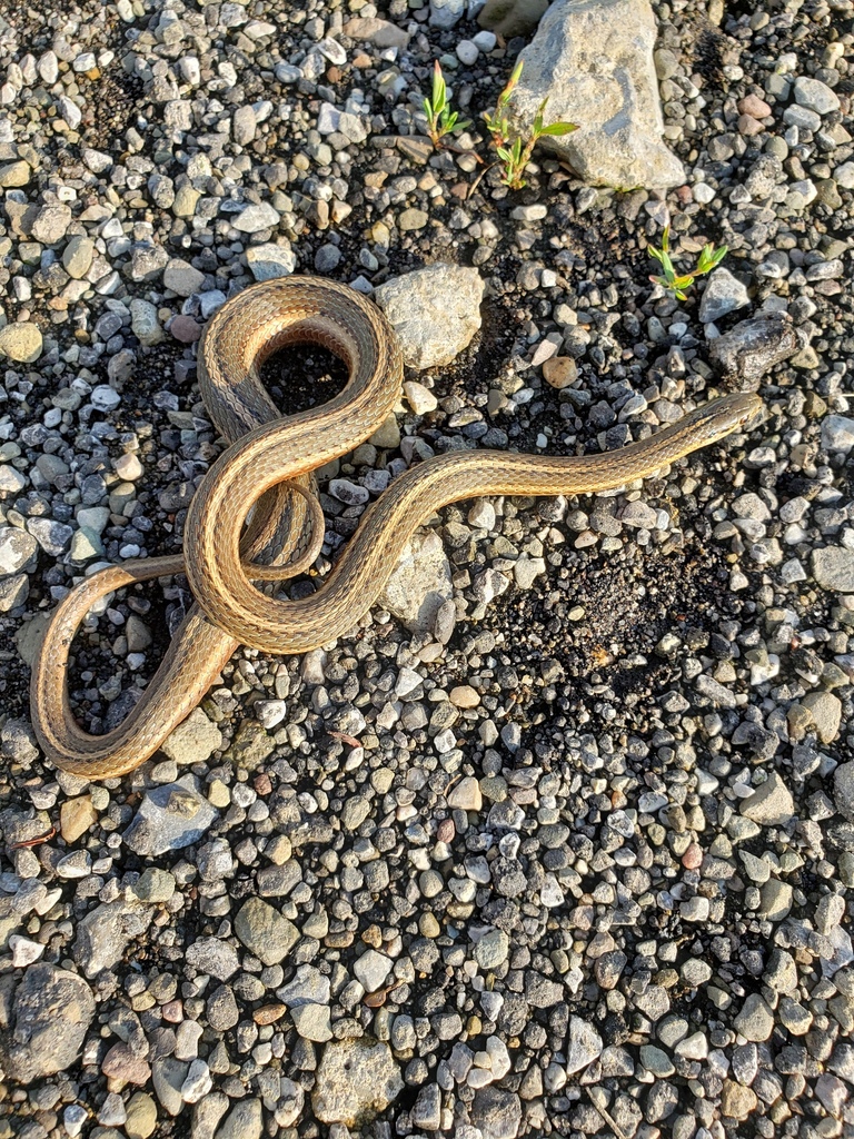 Short-headed Garter Snake in June 2020 by keneyeam · iNaturalist