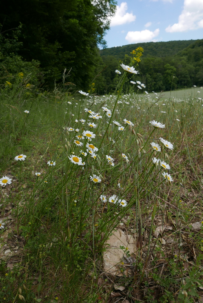 Leucanthemum vulgare (Lacamas Prairie Non-Native Species) · iNaturalist