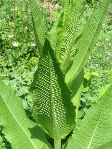 Common Teasel (Black Hills Invasive Plant Guide) · iNaturalist
