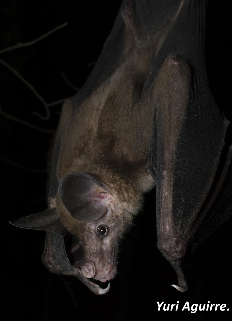 spectral bat (Vampyrum spectrum) - Know Your Mammals