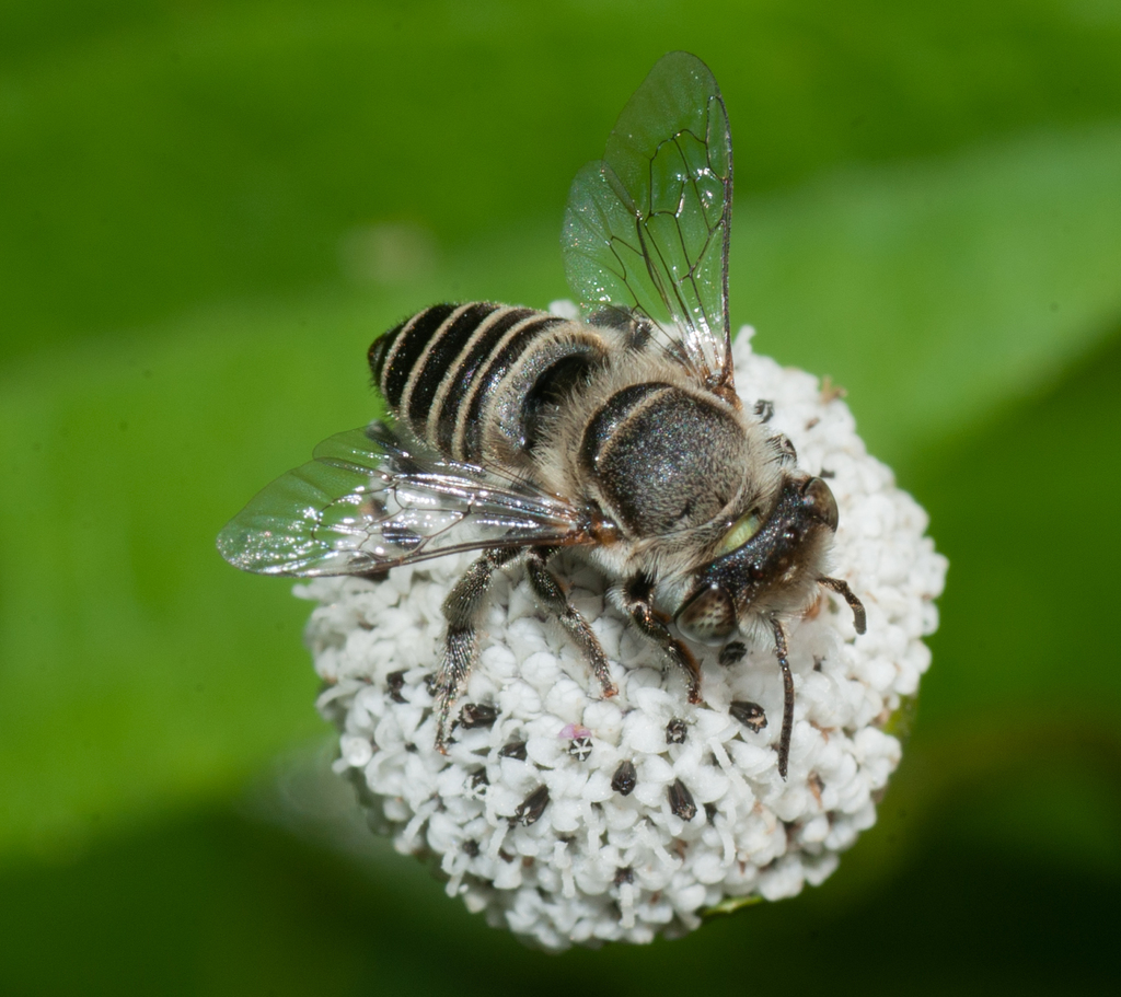 Megachile concinna from Caimanera, Cuba on July 1, 2020 at 11:03 AM by ...