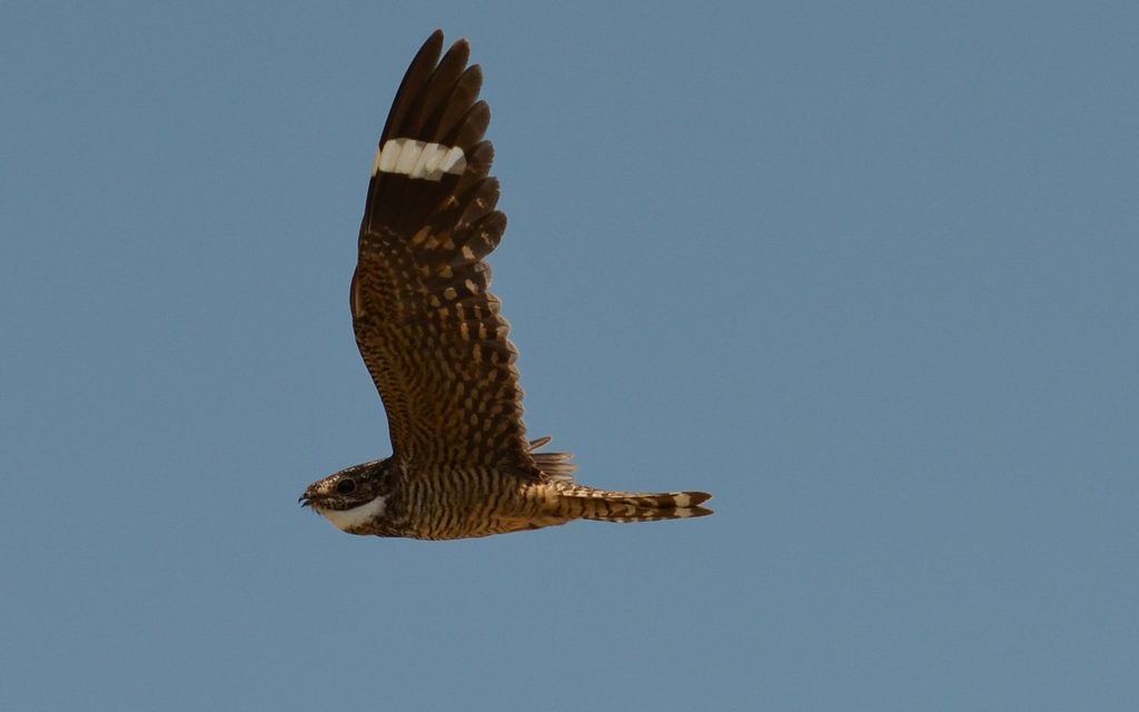 Lesser Nighthawk from Isla Mujeres, Q.R., México on June 30, 2020 at 03 ...