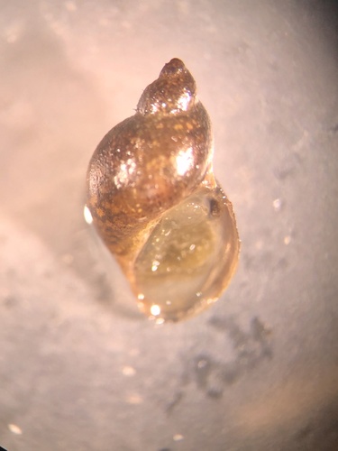 Photo 82604860, (c) Howard Horne, some rights reserved (CC BY-NC ...