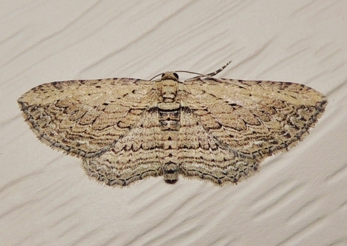 Brown Bark Carpet Moth (Insects Of the Outer Lands, Part Two) · iNaturalist