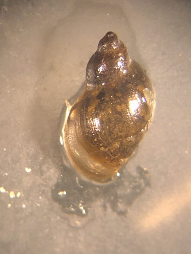 Photo 82604860, (c) Howard Horne, some rights reserved (CC BY-NC ...