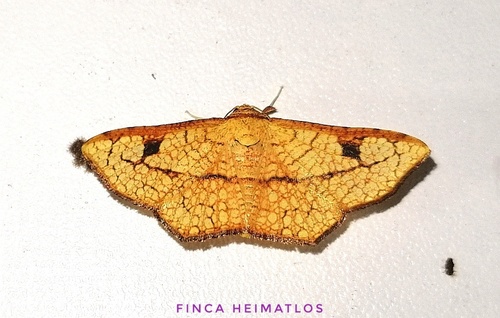Pentina lucida · iNaturalist