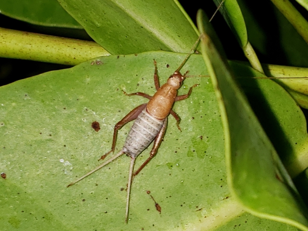 Spectacular Scaly Cricket (Crickets of the United States) · iNaturalist