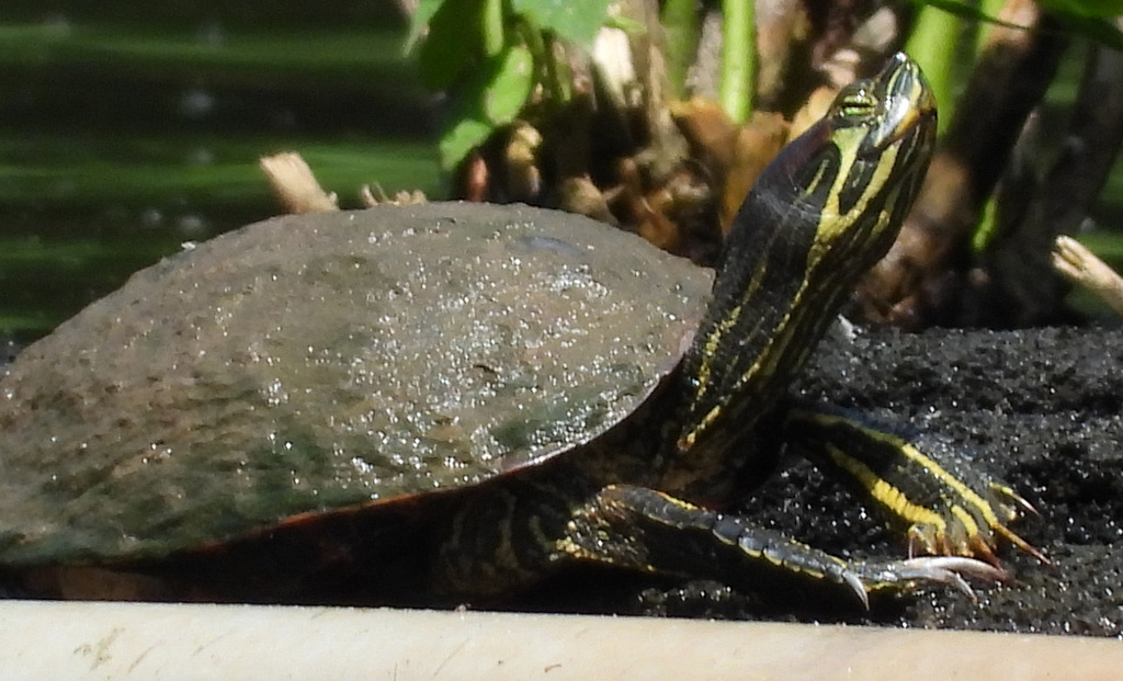 Pond Slider from Pine Lake, Wheaton-Glenmont, MD, USA on July 4, 2020 ...
