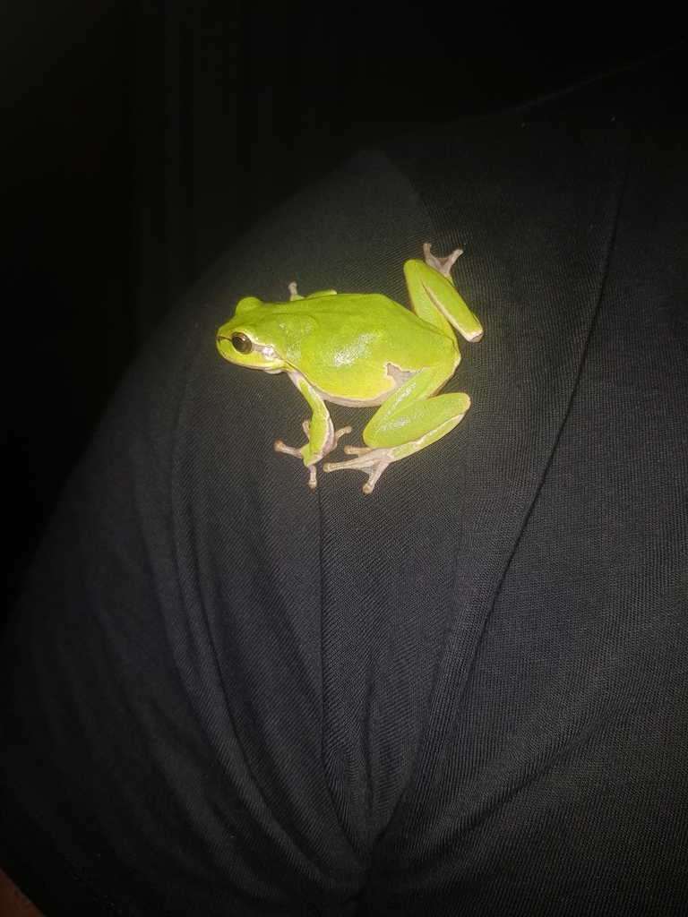 European Tree Frog from Radhimë, Albania on July 03, 2020 at 11:21 PM ...