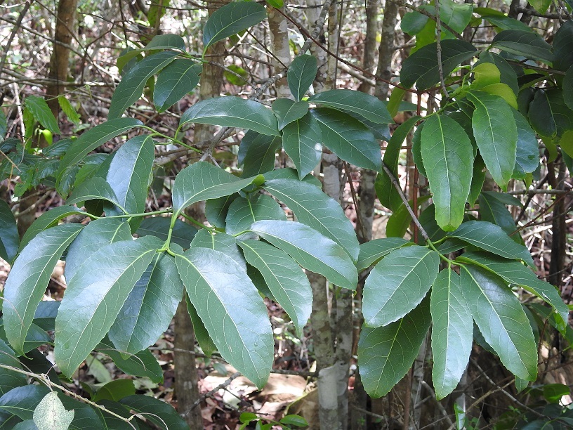 Elaeodendron trichotomum (Turcz.) Lundell