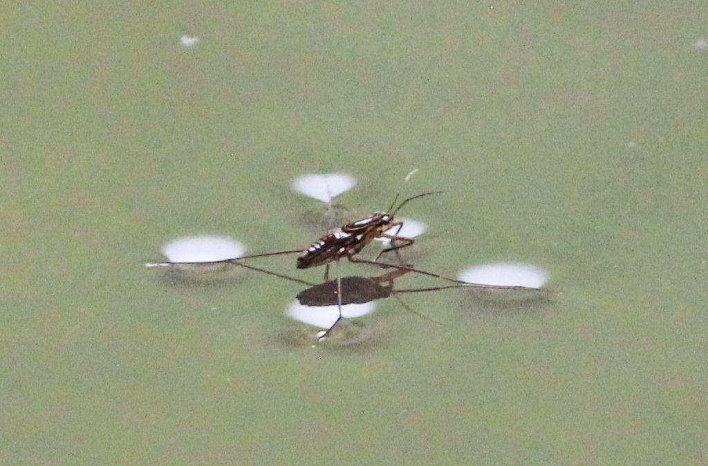 Limnogonus luctuosus from Teahupoo, Îles du Vent, Polynésie Française ...