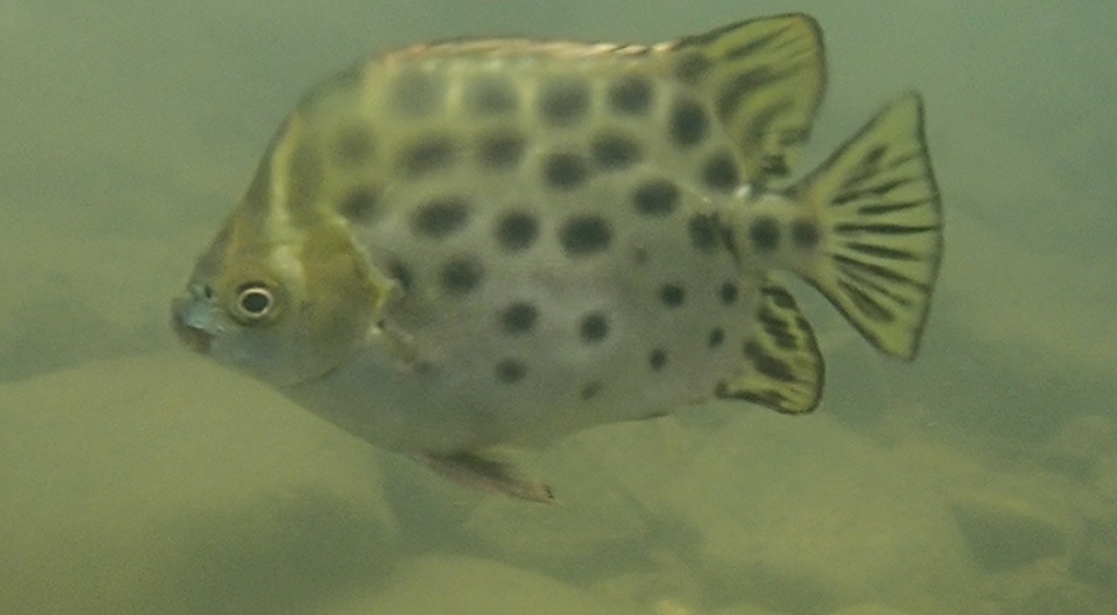Spotted Scat in July 2020 by Tse Chung Yi · iNaturalist