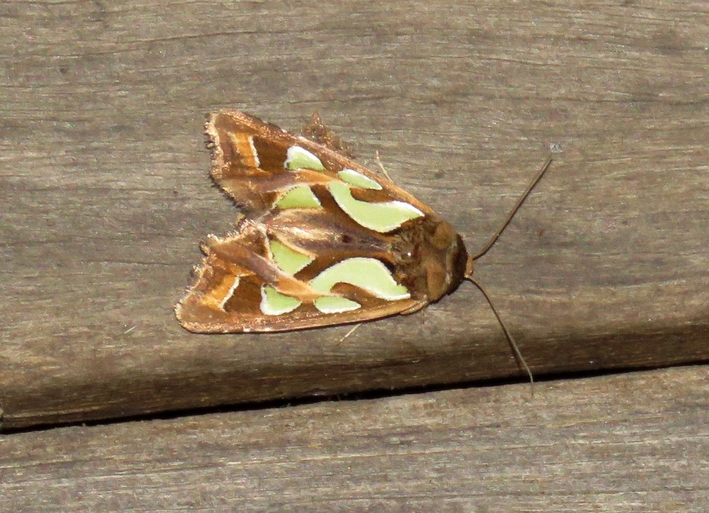 Green-blotched Moth from Coomba Park NSW 2428, Australia on July 4 ...