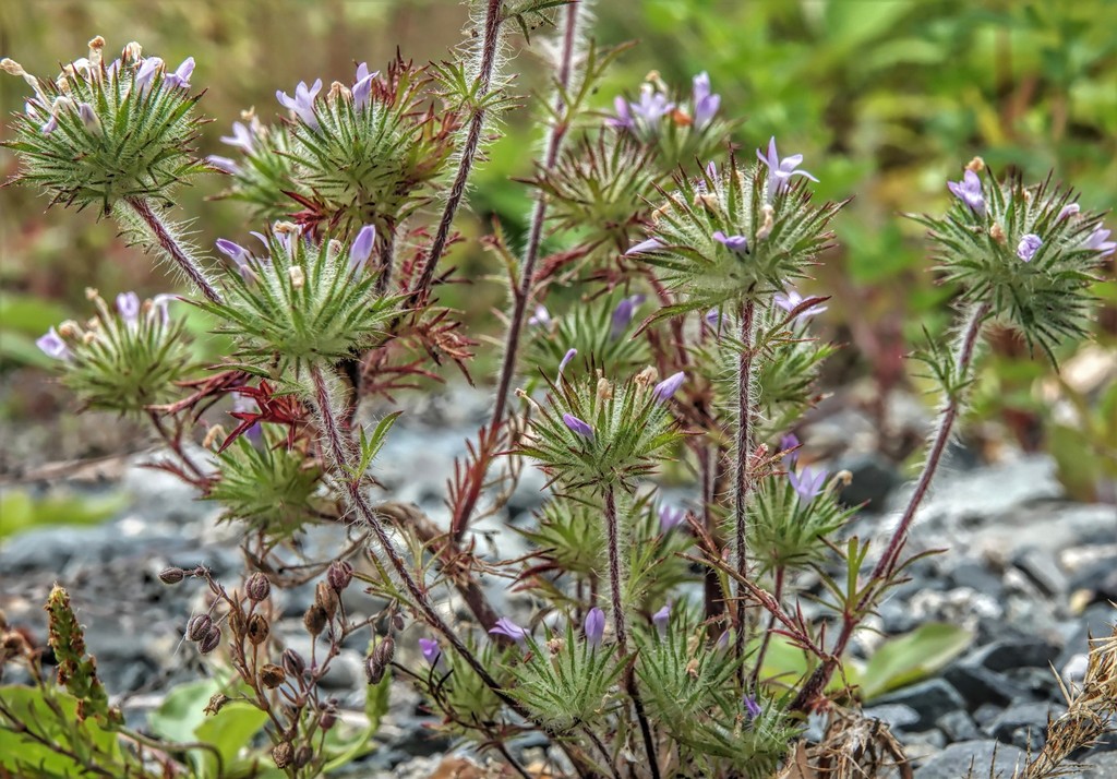 Skunkweed from Cedar, BC, Canada on July 4, 2020 at 01:02 PM by lyndas ...