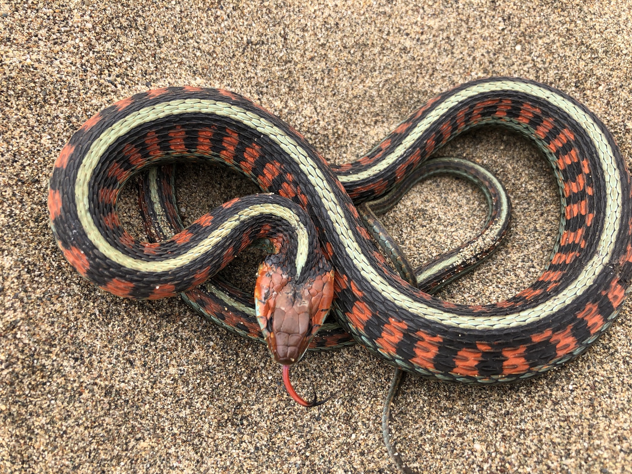 Snakes And Their Tongues: 10 Different Styles – Snake Radar