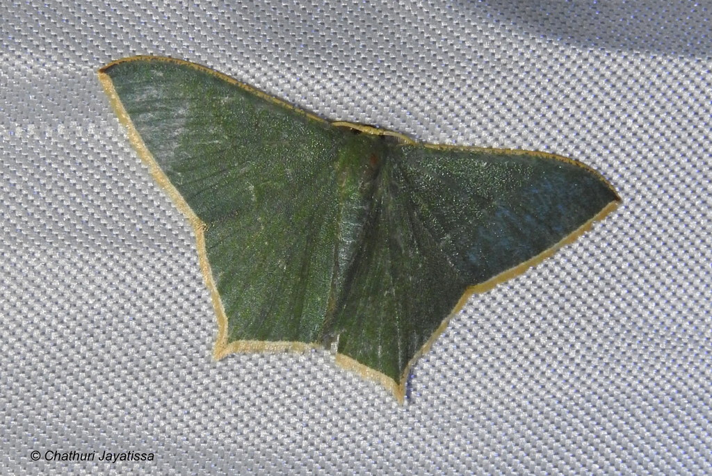 Maxates from Illukkumbura, Matale 21406, Sri Lanka on June 23, 2020 at ...