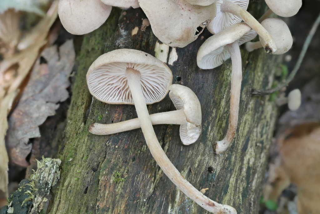 Twiglets in July 2020 by Garrett Taylor · iNaturalist