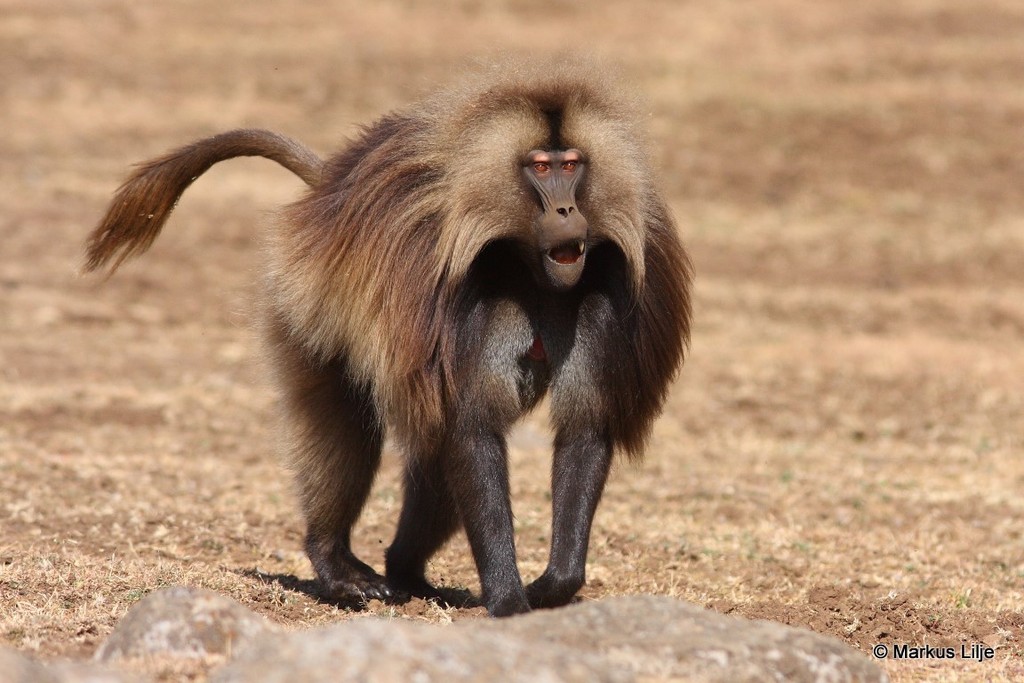 Gelada (Theropithecus gelada) - Know Your Mammals