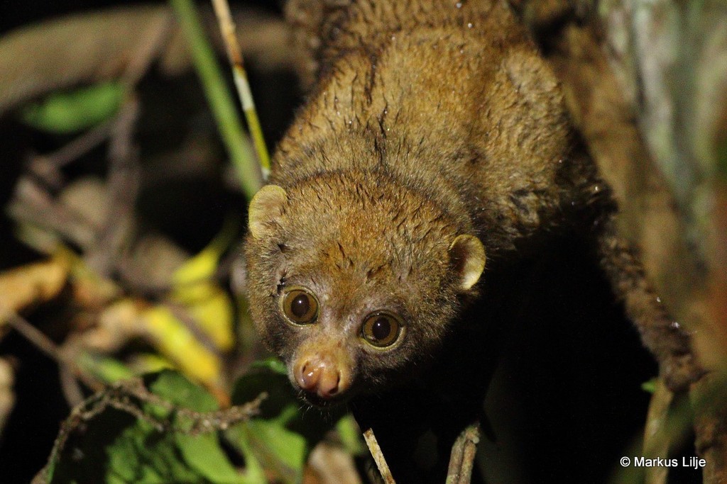 Pottos (Perodicticinae) - Know Your Mammals