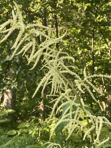 Observations by cynthia_r · iNaturalist