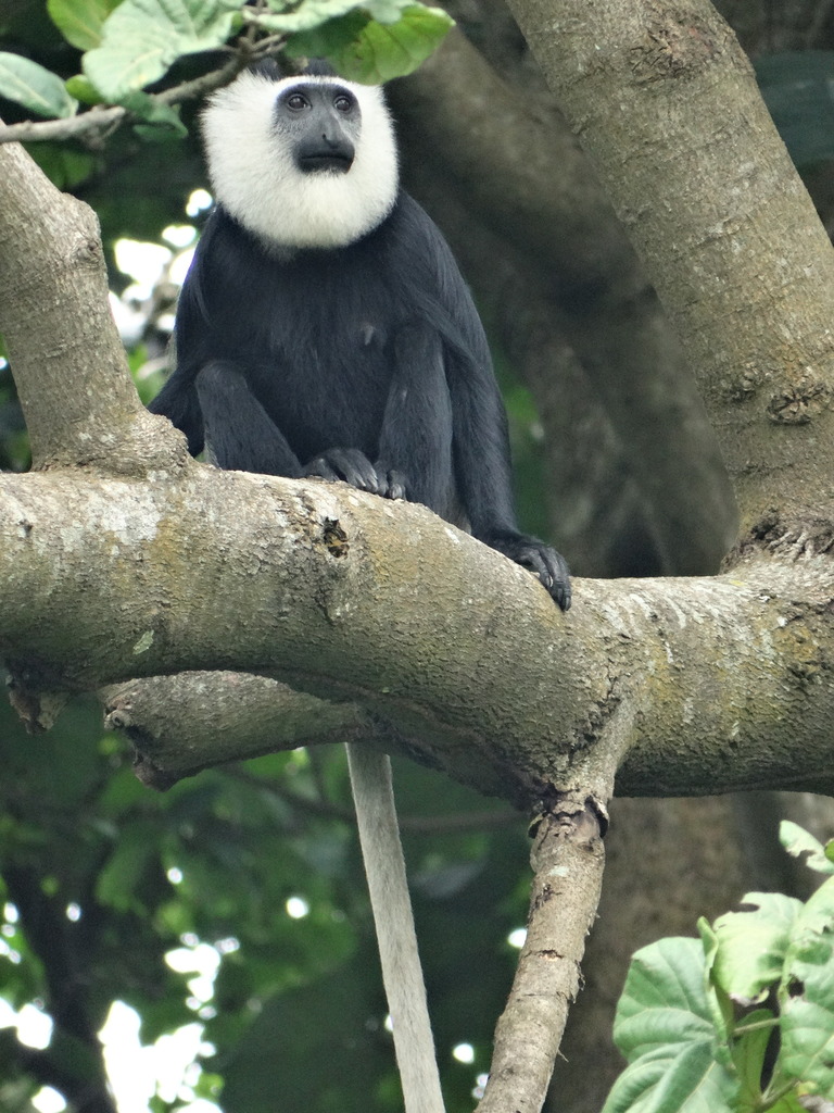 White-thighed Colobus (Colobus vellerosus) - Know Your Mammals