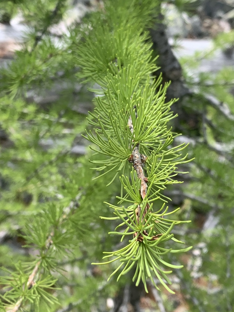 subalpine larch (Larix lyallii) - Botanical Realm