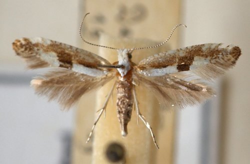 Argyresthia nitidella · iNaturalist