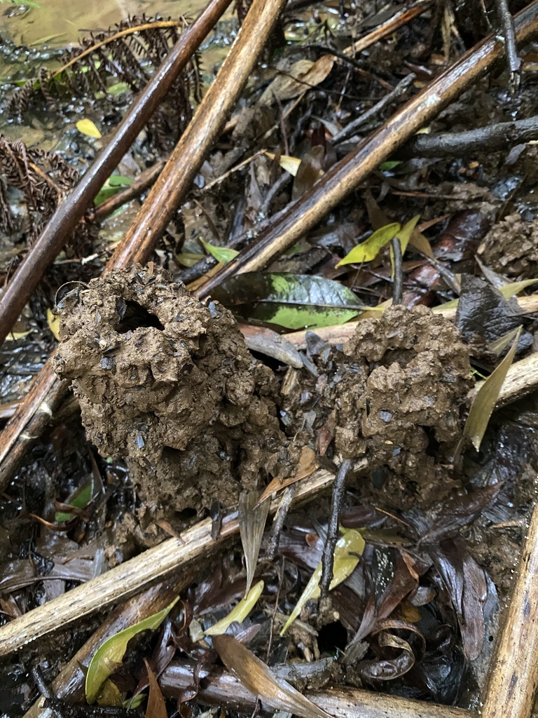 Australian Burrowing Crayfishes from Foster, VIC, AU on July 5, 2020 at ...