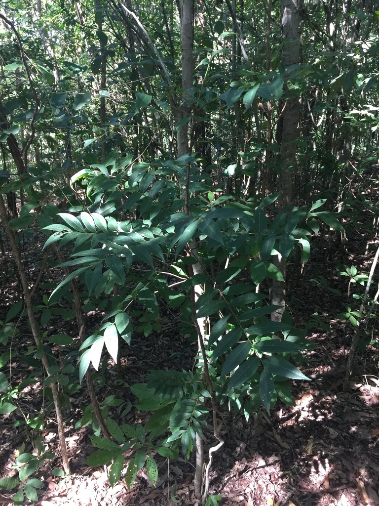 Fern Top from yellow arrow cairns on June 30, 2020 at 11:01 AM by Jake ...