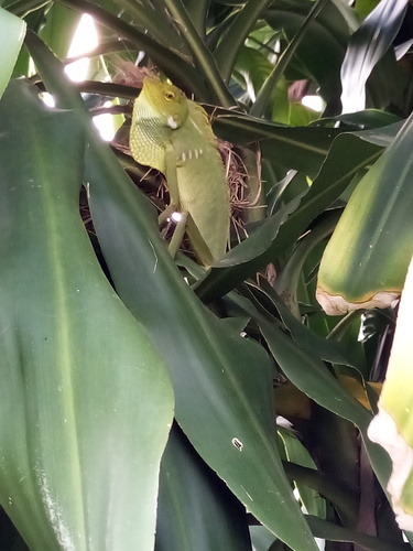 Great Crested Canopy Lizard (Bronchocela jubata) - Snakes and Lizards