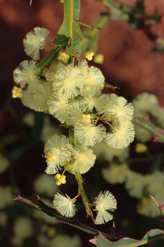 Variety Acacia alata alata · iNaturalist