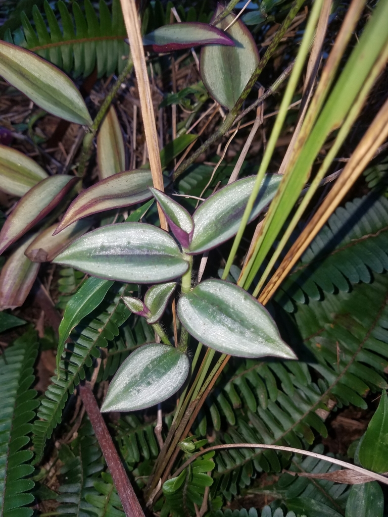 inchplant from Iluka NSW 2466, Australia on July 5, 2020 at 03:53 PM by ...