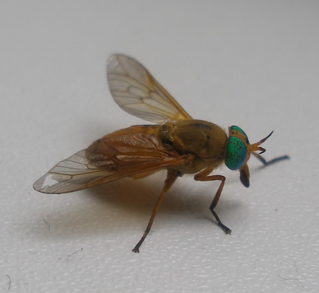 Silvius alpinus from Šančiai, Kaunas, Lithuania on July 27, 2011 at 10: ...